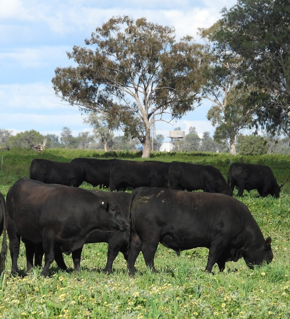 Kidman Angus | Angus Bull Dubbo Region