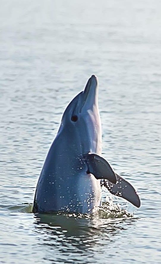 3 Fun Hilton Head Dolphin Tours: Day Tour, Sunset, or Private Cruise
