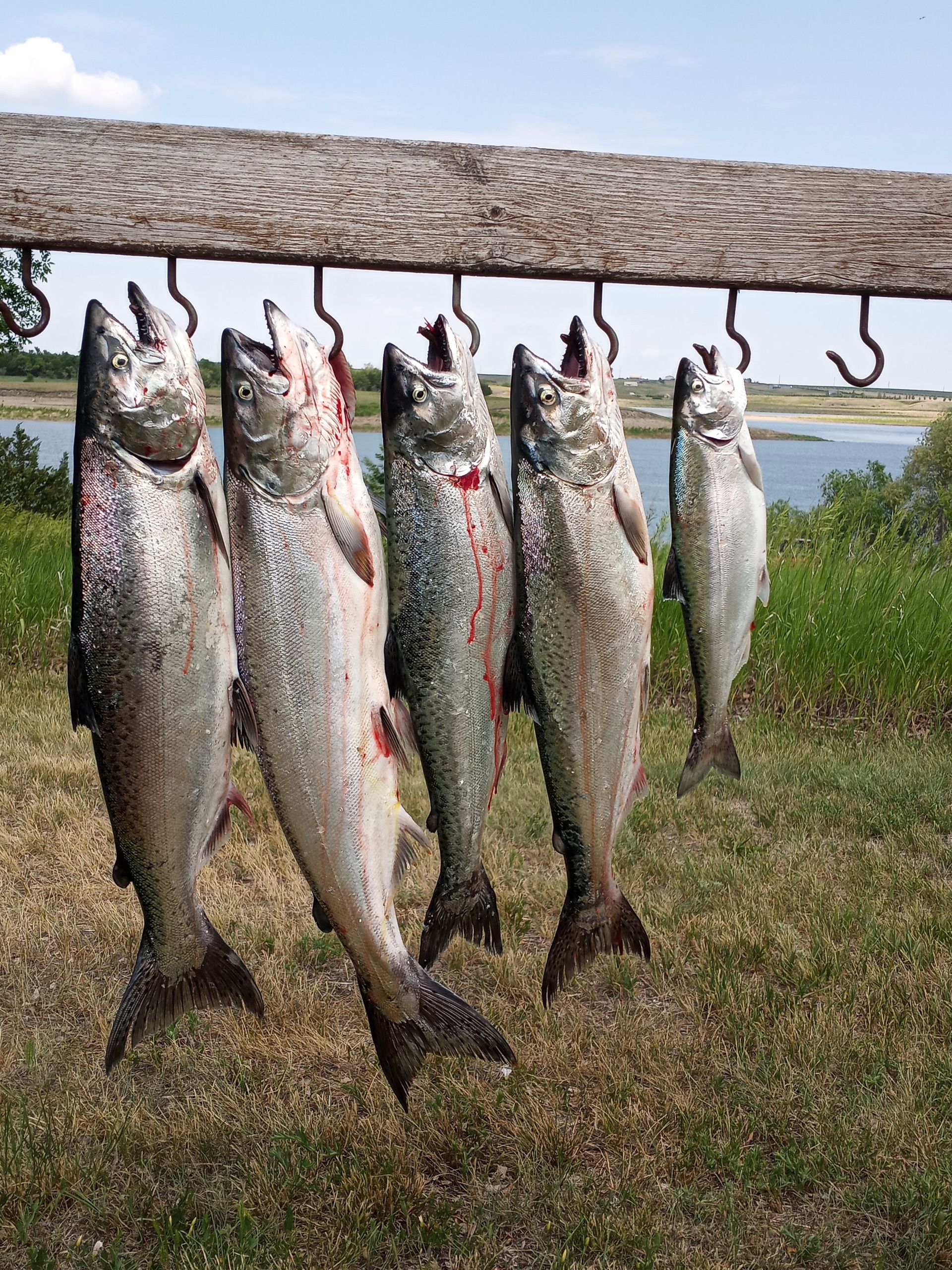 Oahe Salmon Guide Service