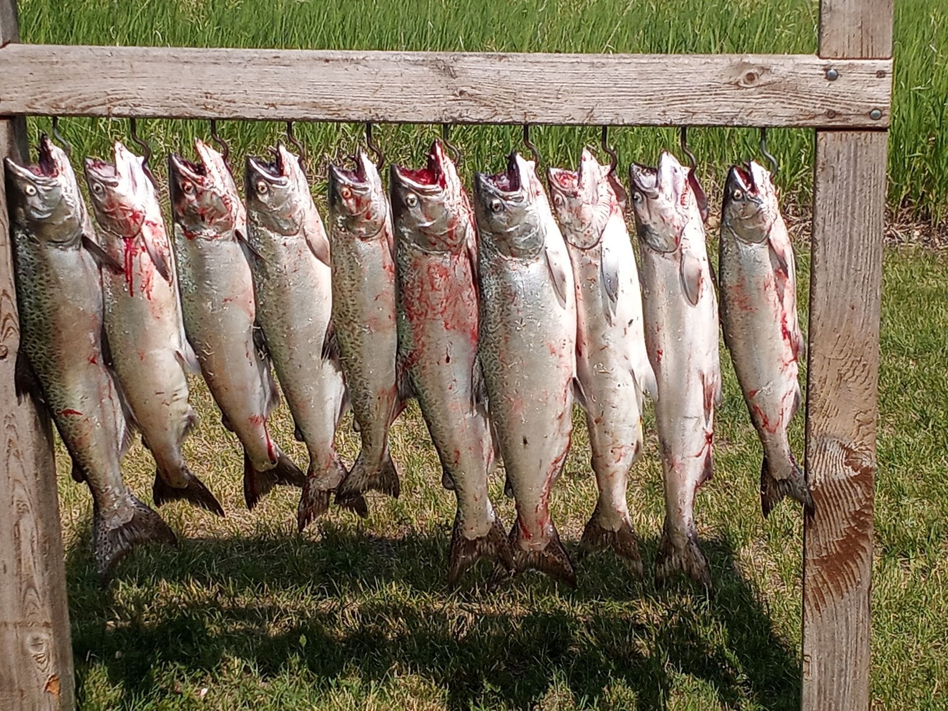 Oahe Salmon Guide Service