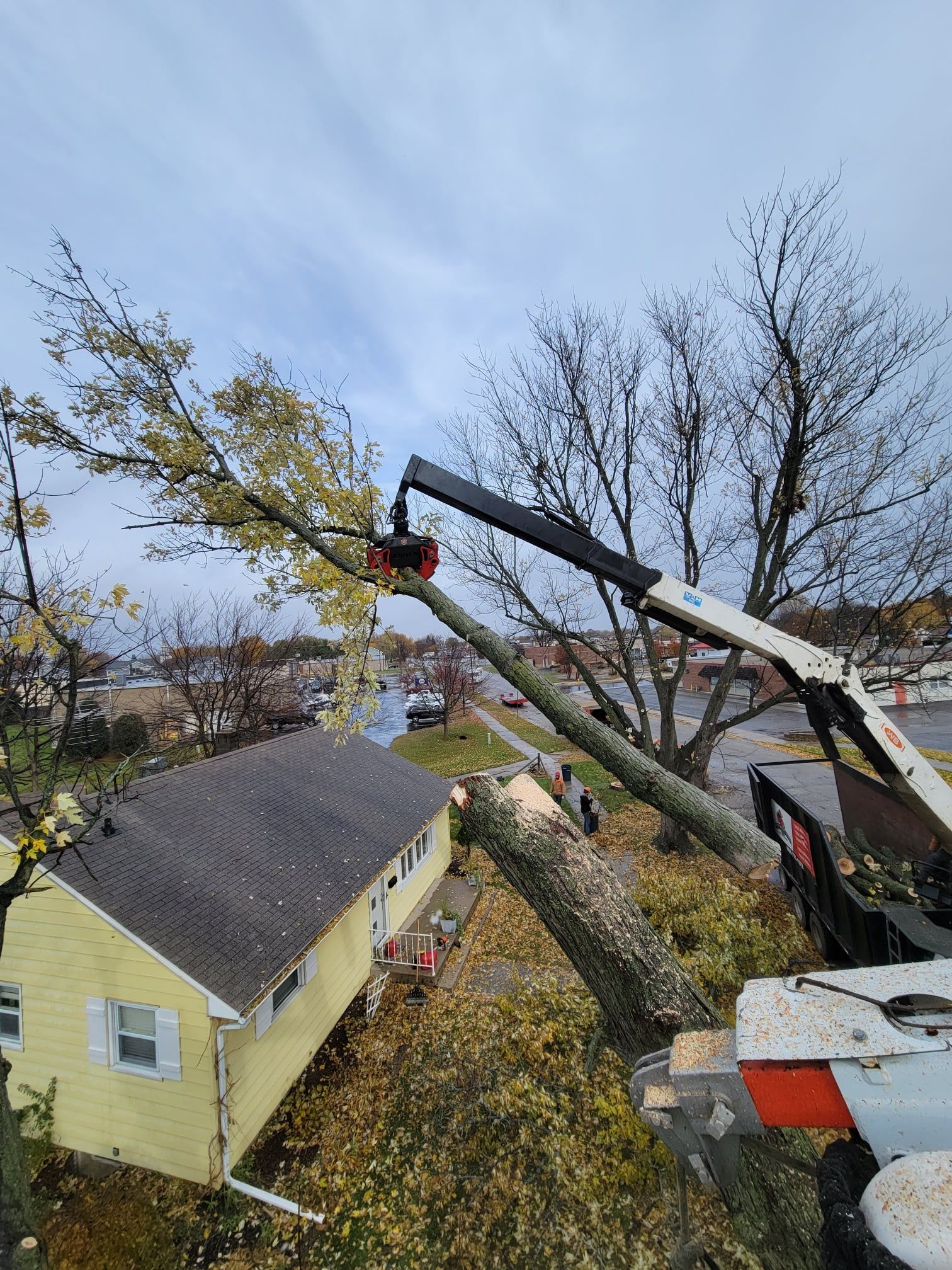 Tree Service | Janesville WI & Southern Wisconsin | Tree Wise Men