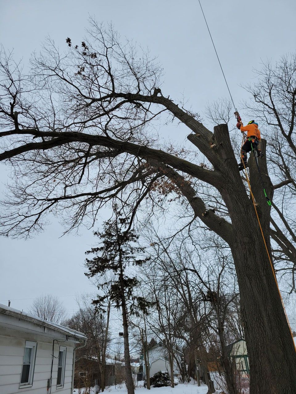 Treat Damaged Diseased or Sick Trees | Janesville, WI | Tree Wise Men