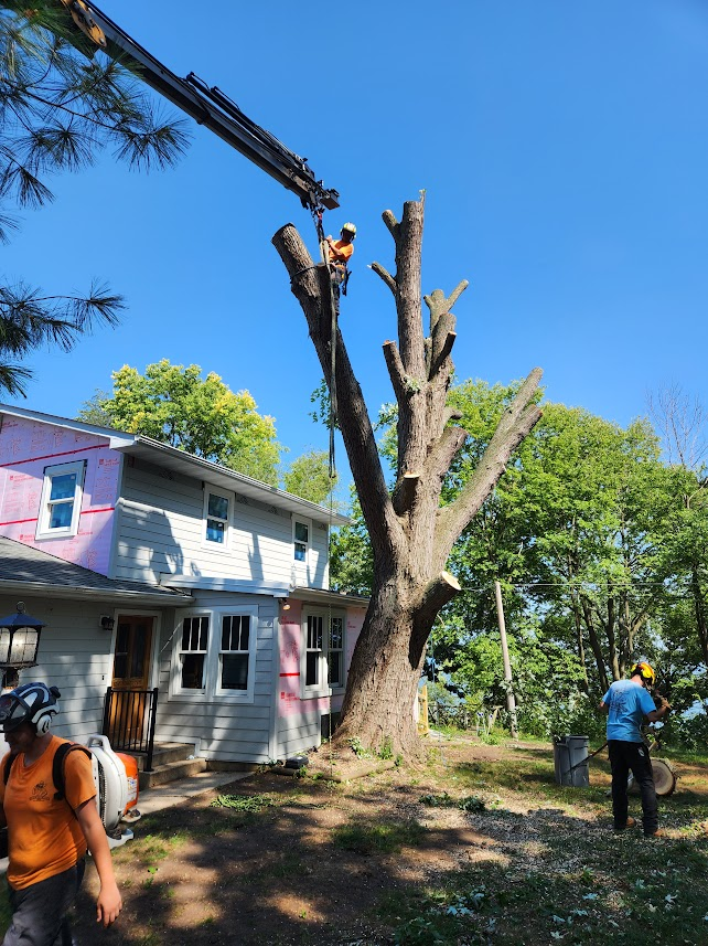 Photos of Tree Service | Wisconsin Tree Service