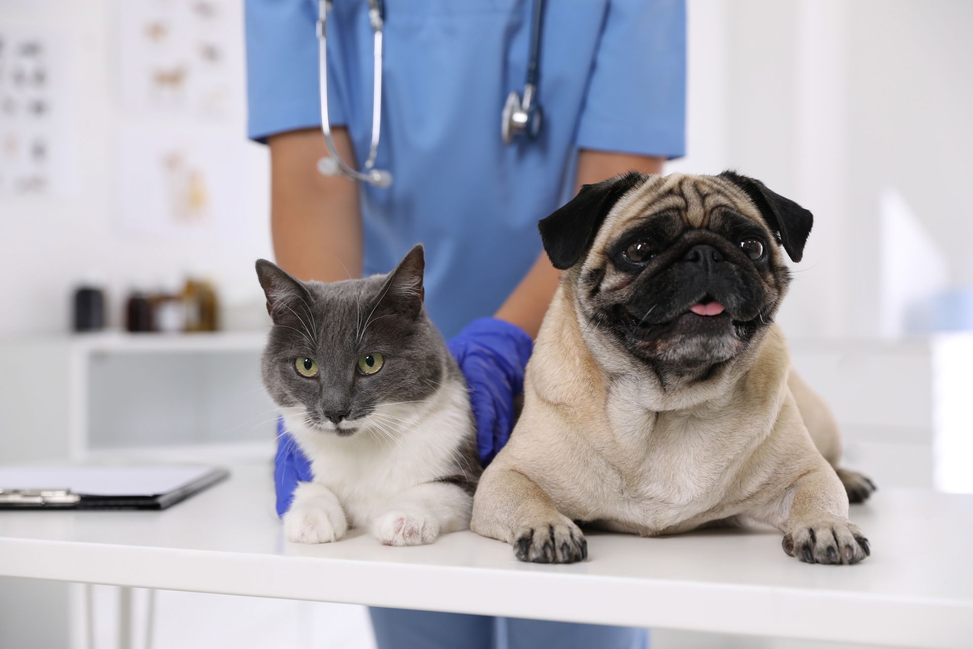 Animal Hospital | San Bernardino, CA | Arrowview Animal Hospital