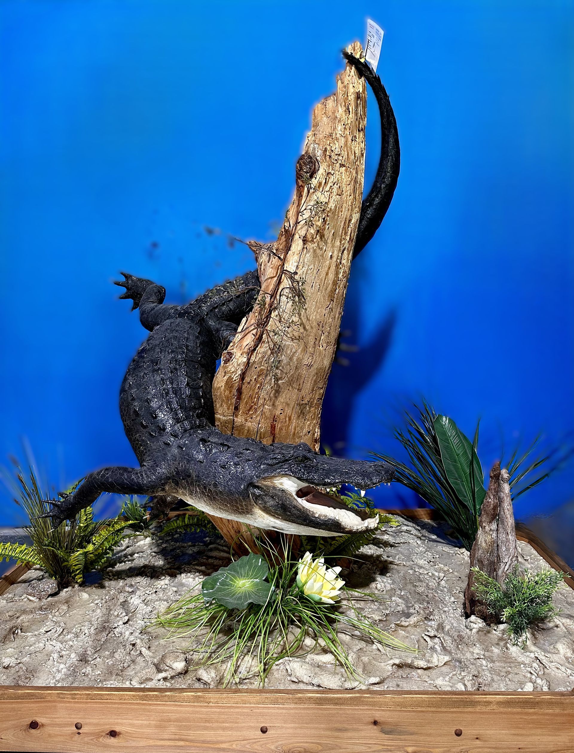 Taxidermy Alligator full body mounts