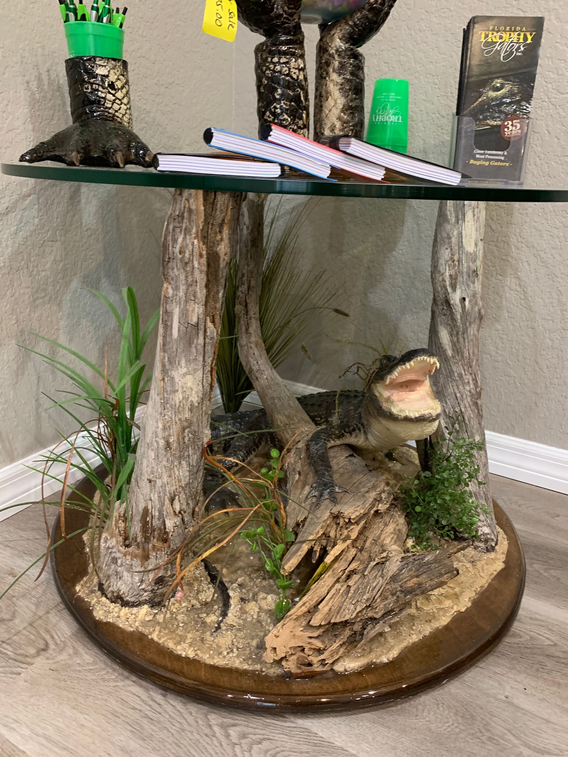 Taxidermy Alligator full body mounts