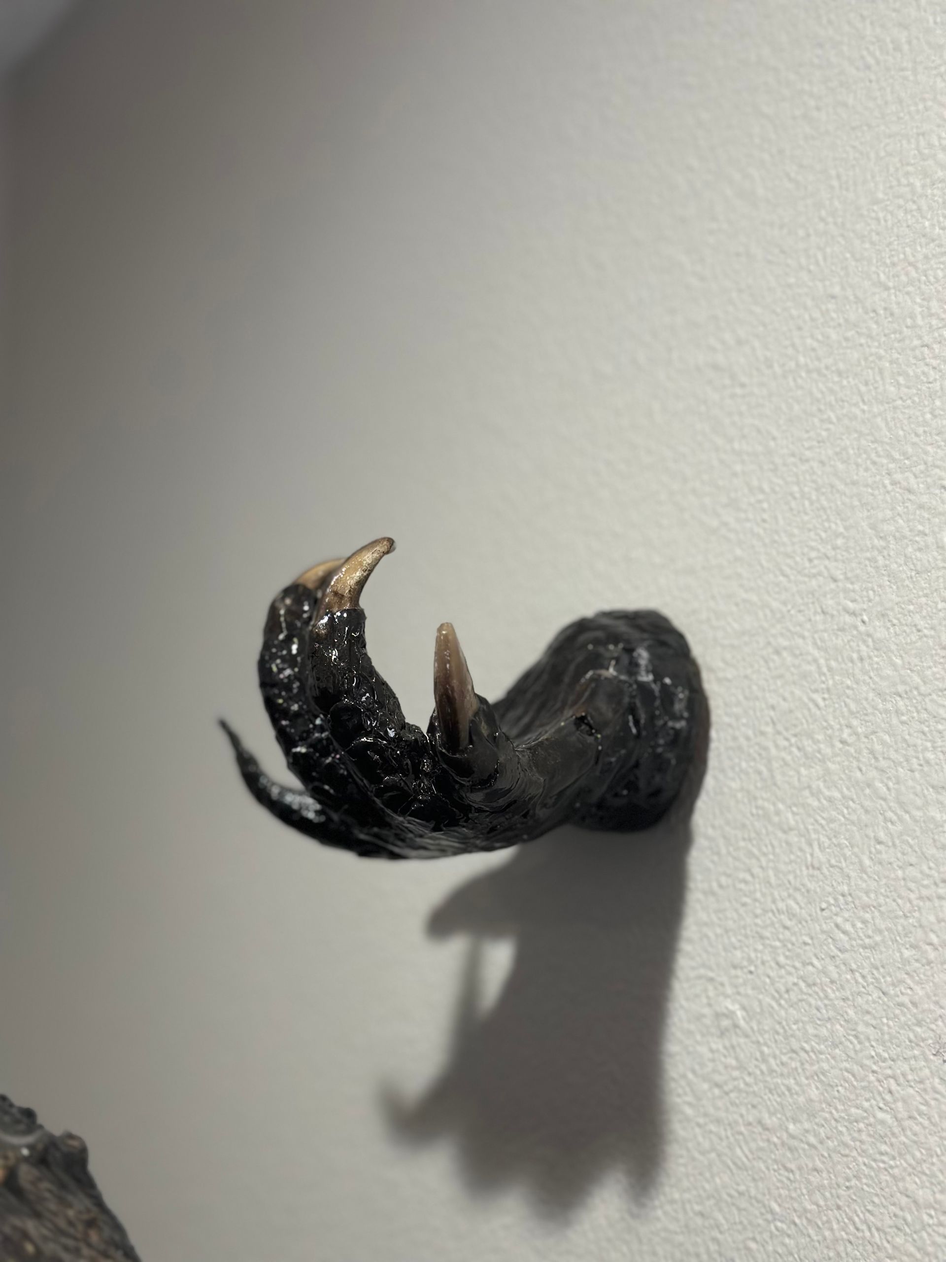 Alligator flat skin mount, Alligator Head and Shoulder, FL Taxidermist