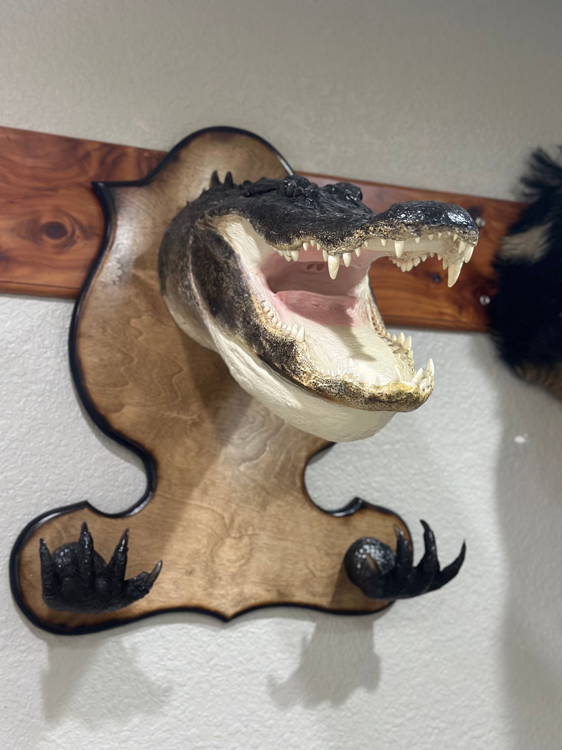 Alligator flat skin mount, Alligator Head and Shoulder, FL Taxidermist