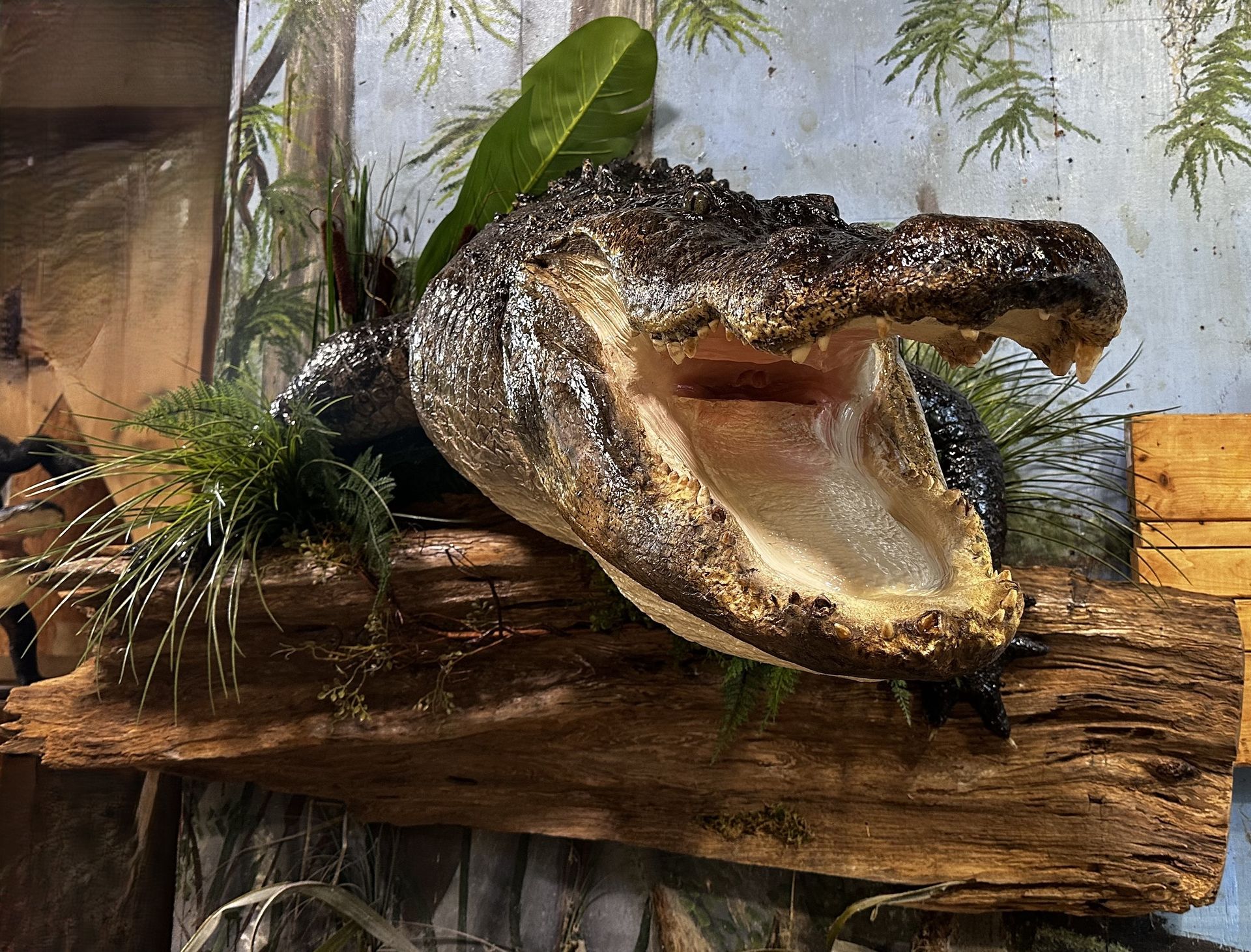 Taxidermy Alligator full body mounts