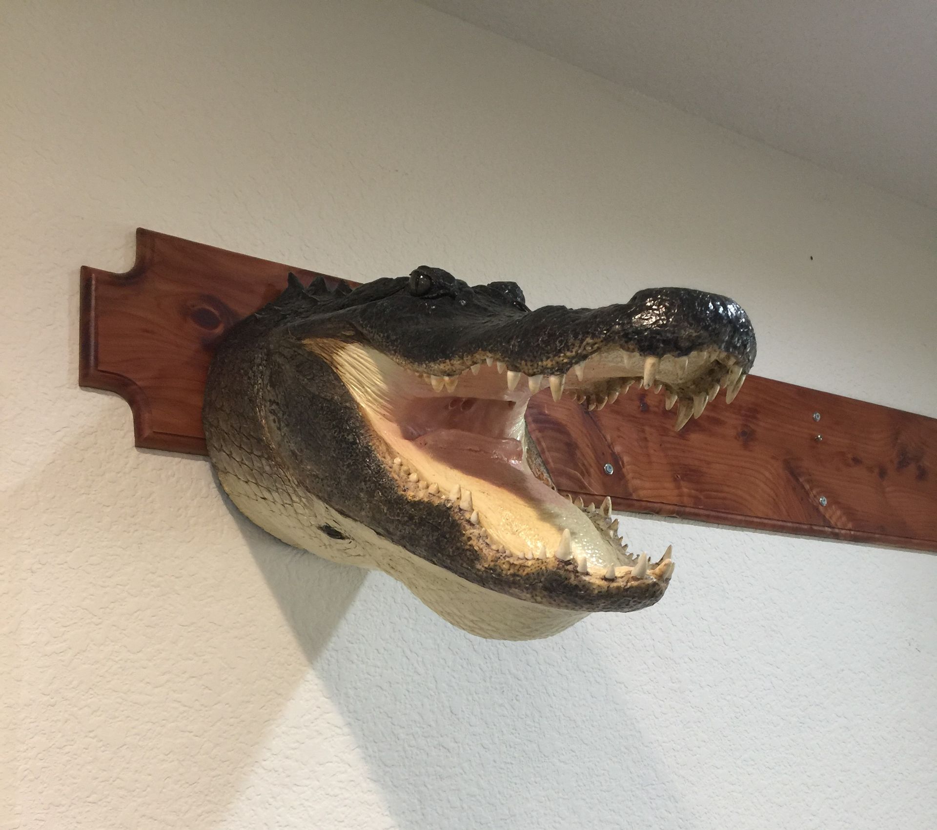 Alligator flat skin mount, Alligator Head and Shoulder, FL Taxidermist