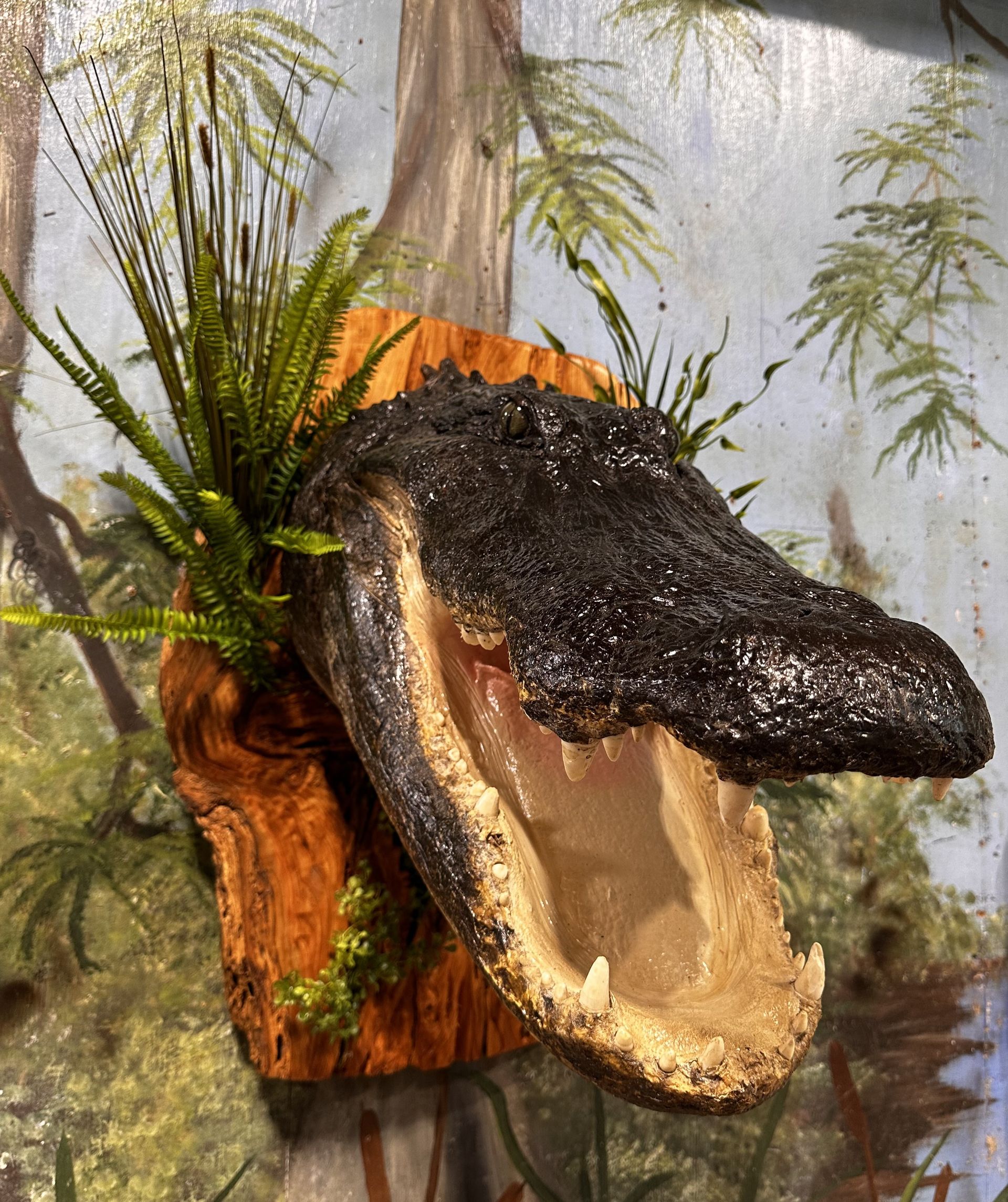 Alligator flat skin mount, Alligator Head and Shoulder, FL Taxidermist
