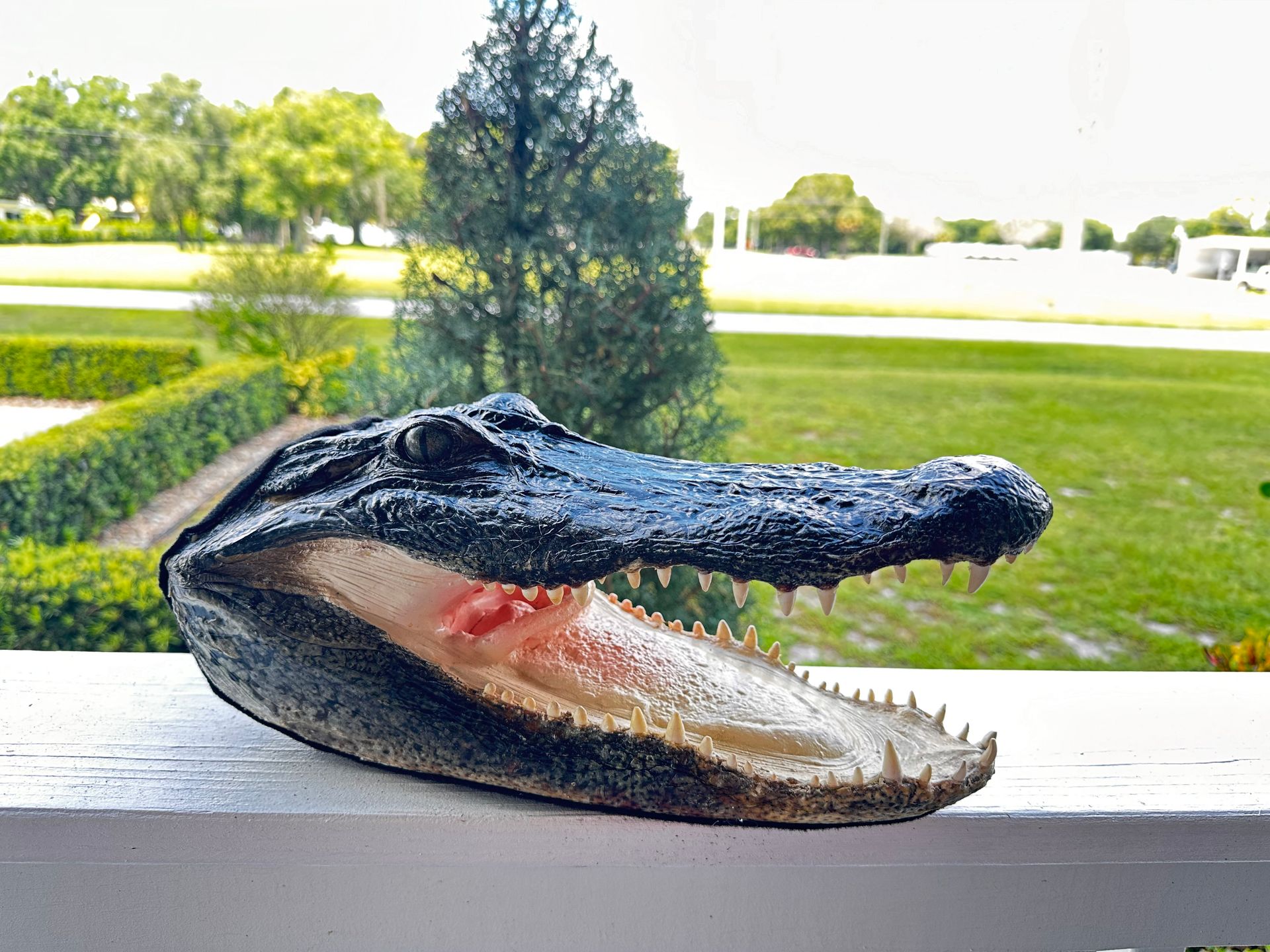 Alligator flat skin mount, Alligator Head and Shoulder, FL Taxidermist