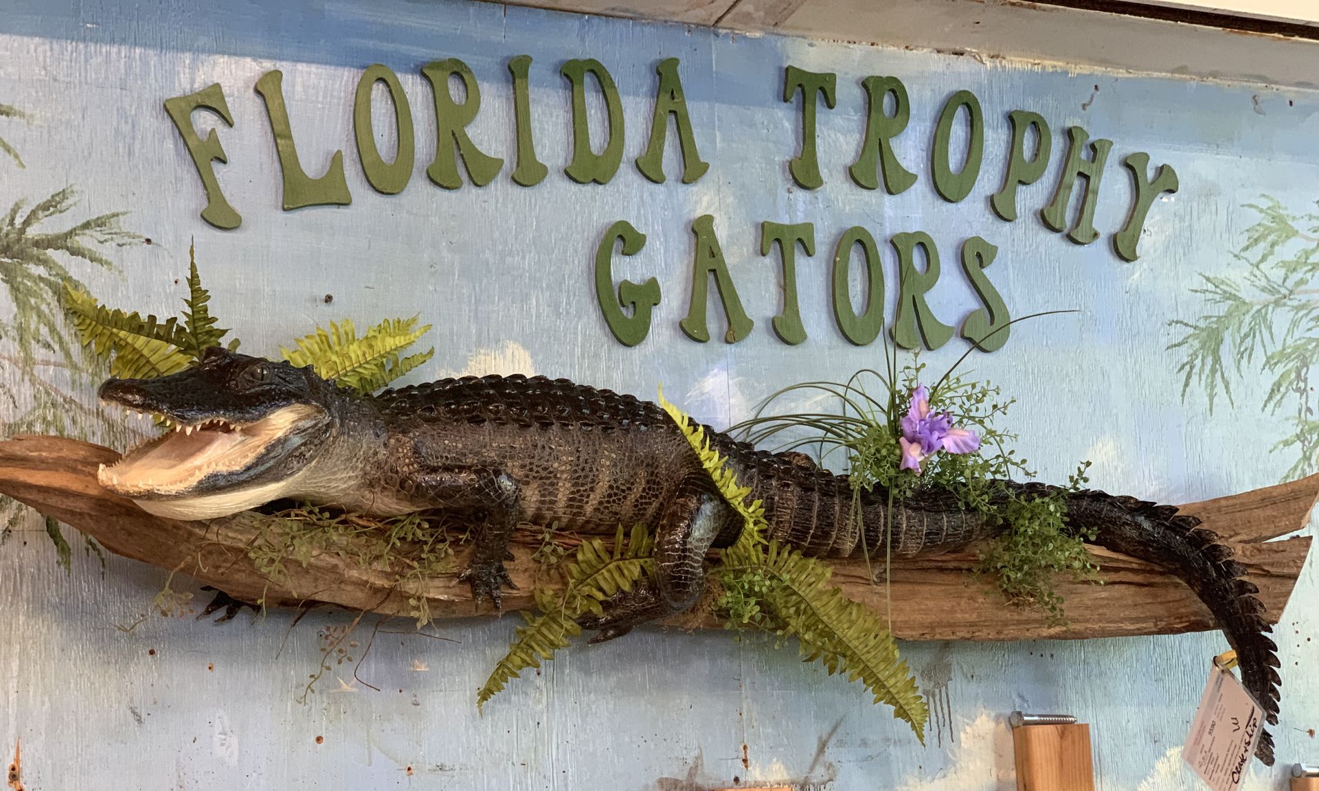 Taxidermy Alligator full body mounts