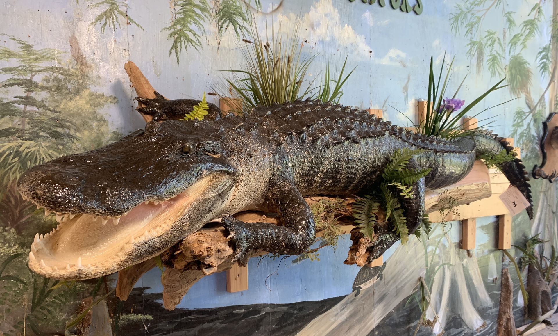 Taxidermy Alligator full body mounts