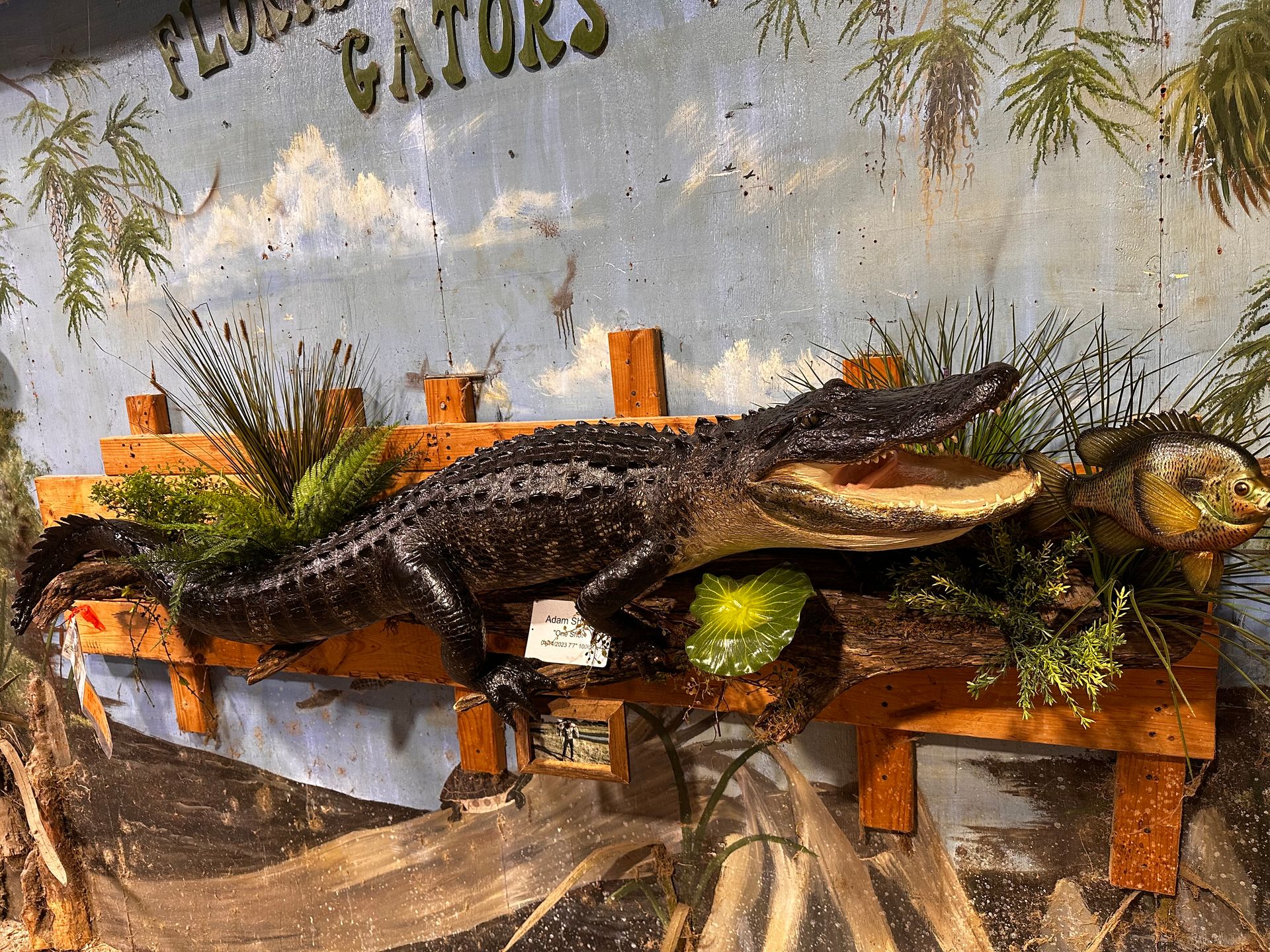 Taxidermy Alligator full body mounts