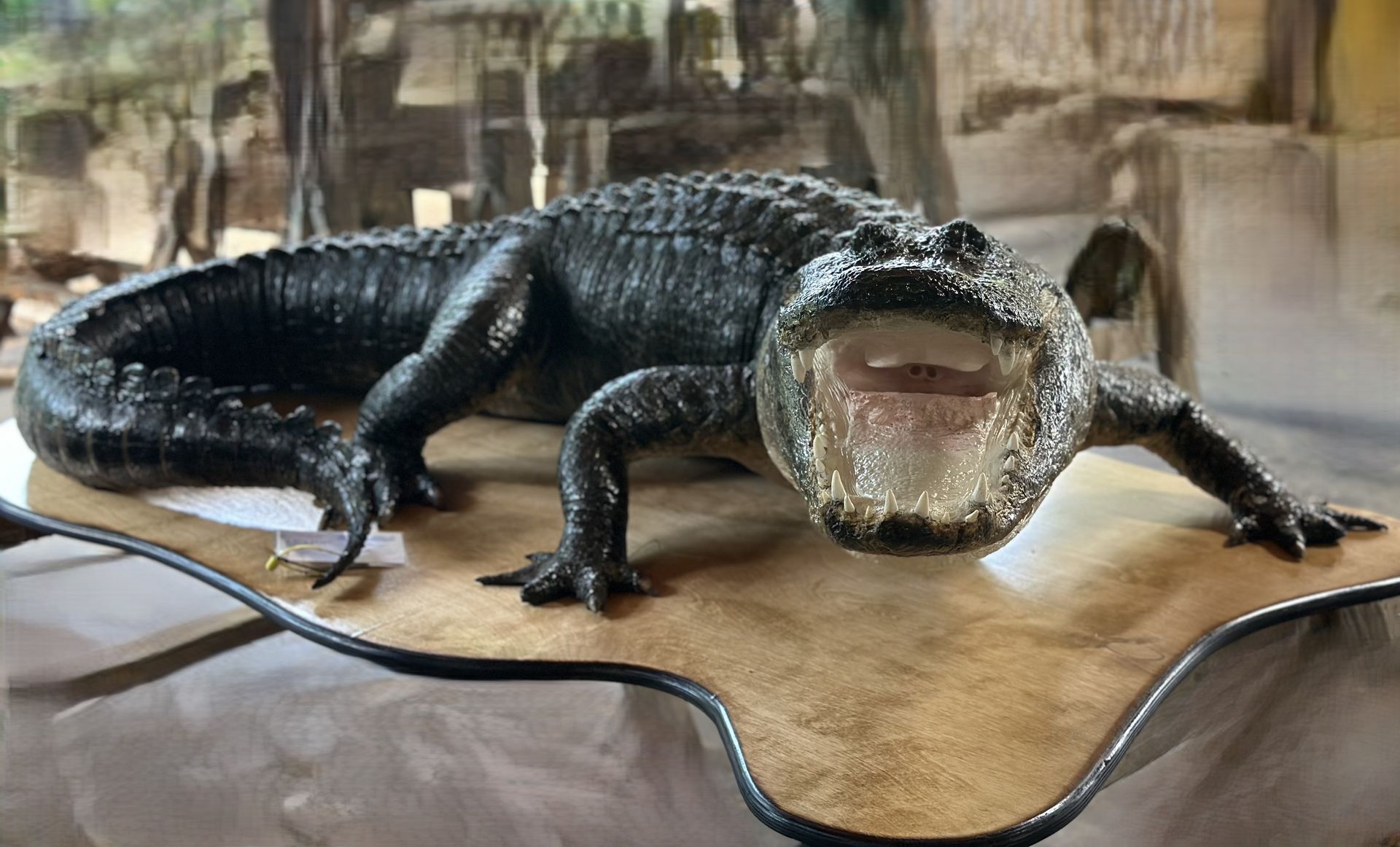Taxidermy Alligator full body mounts