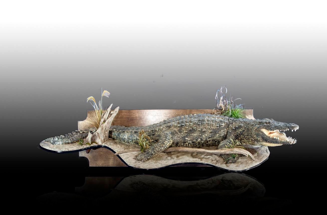 Taxidermy Alligator full body mounts