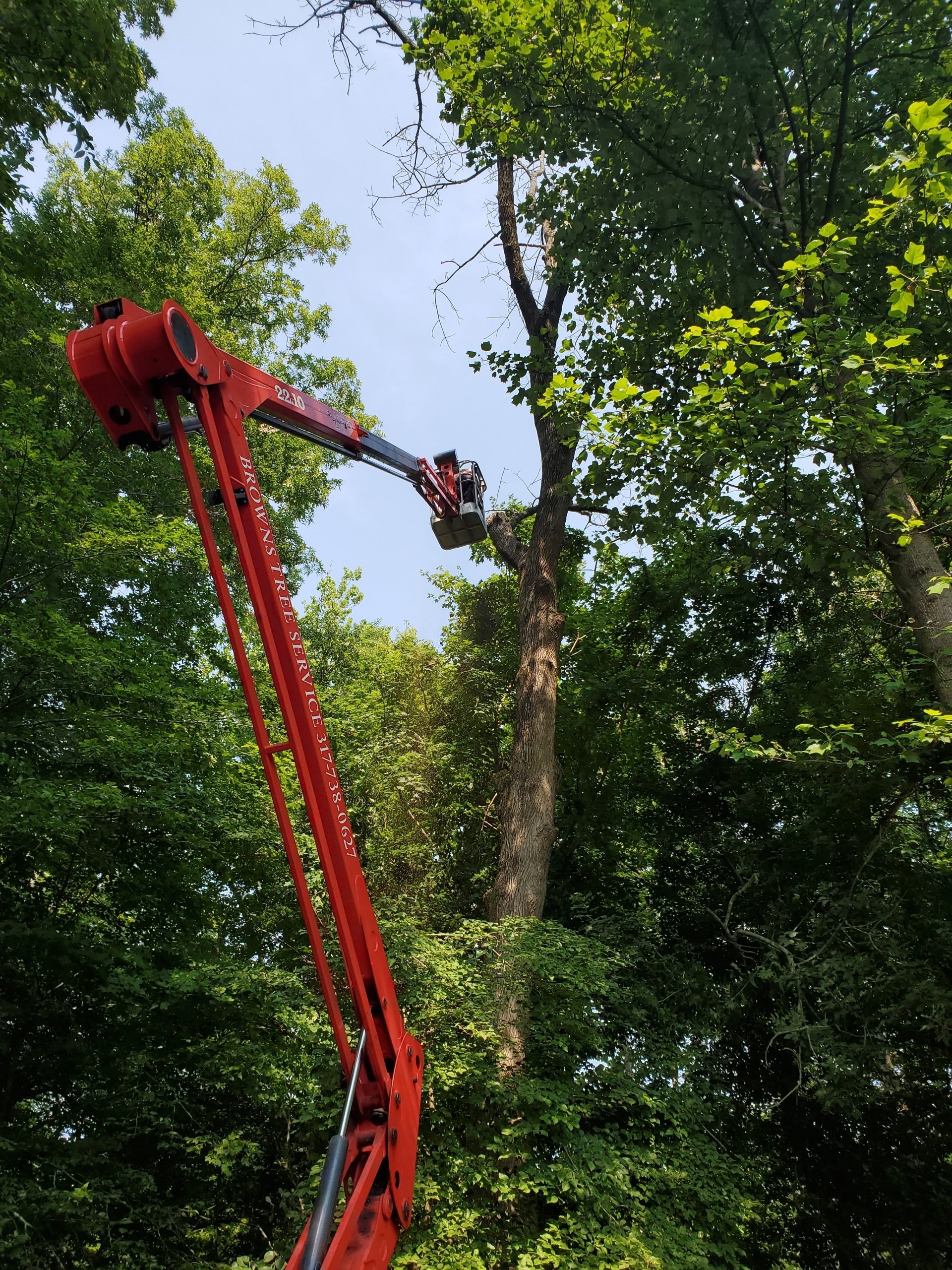 Brown's Tree Service, LLC| Stump Removal for Greenwood, IN