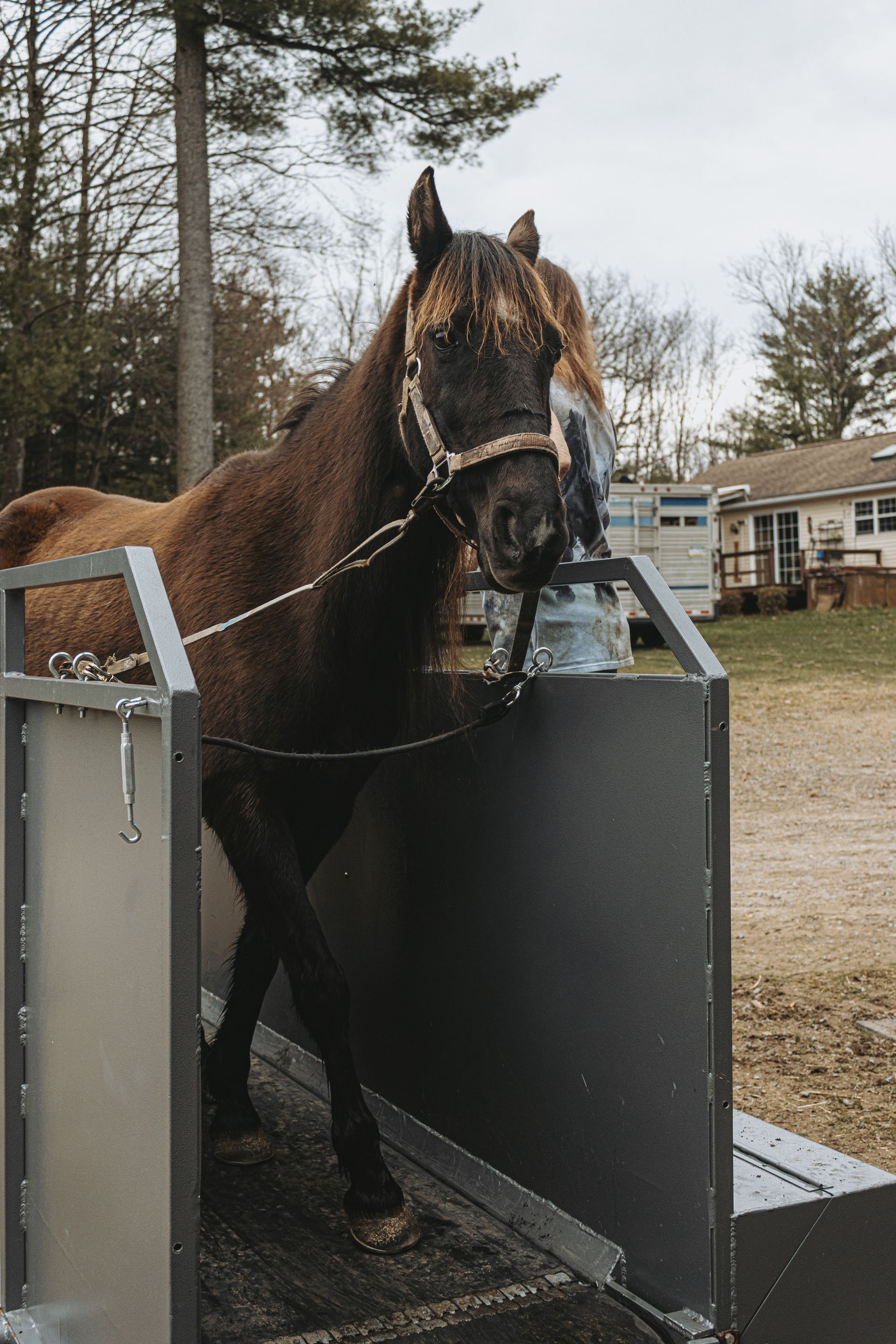 A Passion For Horses | Treadlite Horse Treadmills