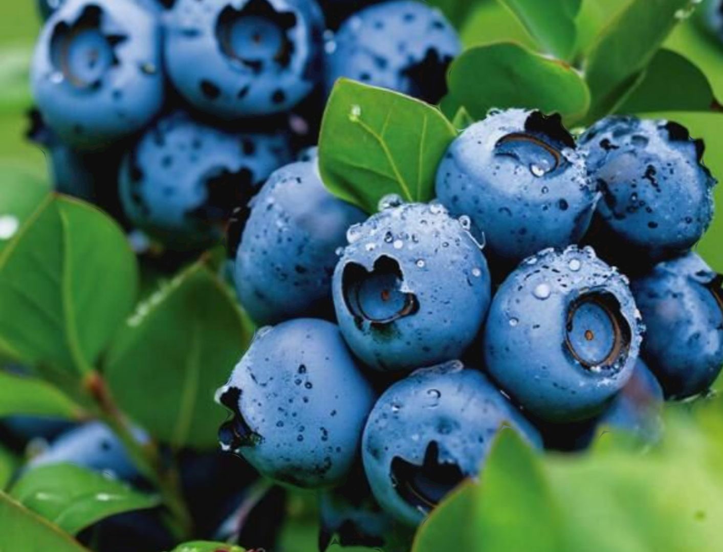 Blueberry Shiraz