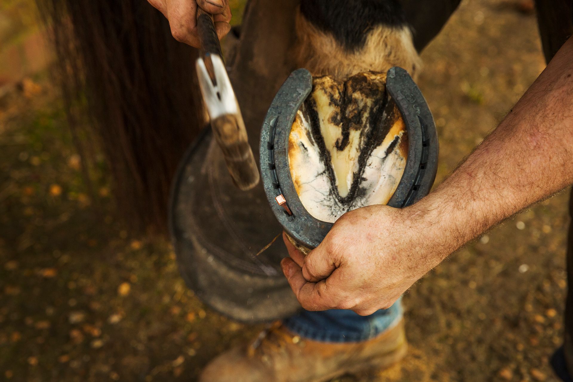 Expert Corrective Horseshoeing Services | Custom Solutions for Hoof Issues