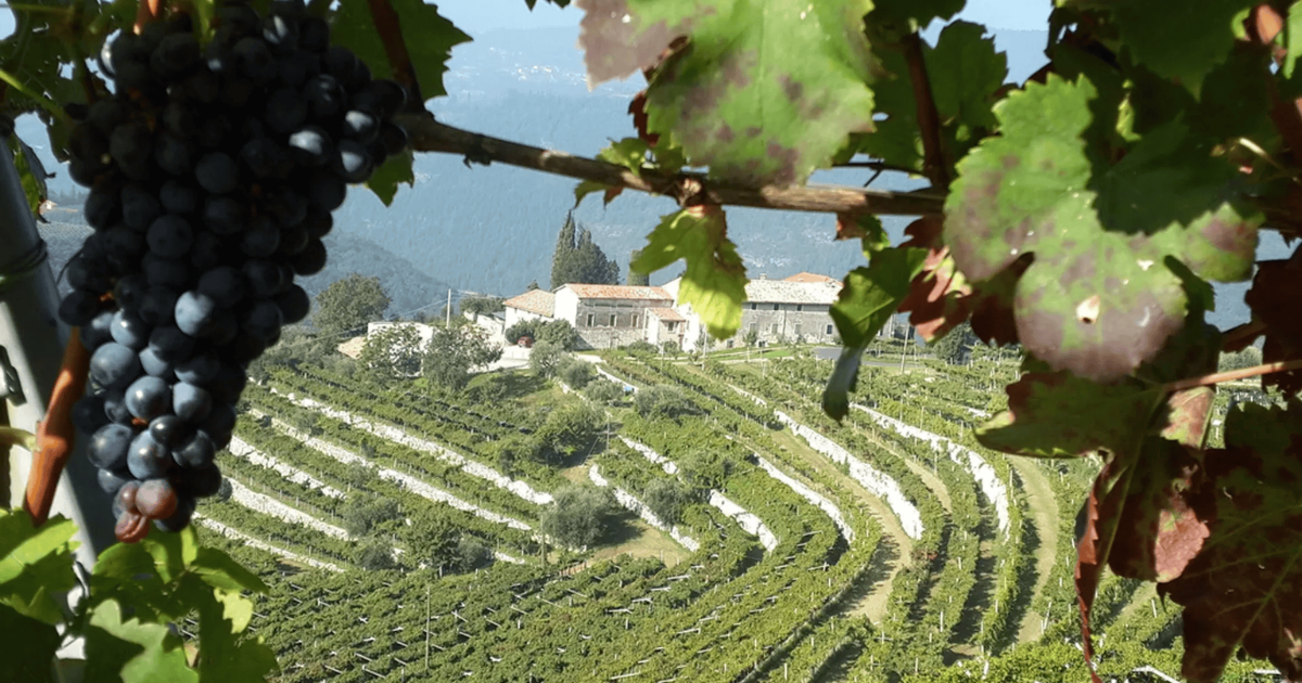 The Veneto Region With Its Amarone, Recioto and Ripasso Wines. You Will ...