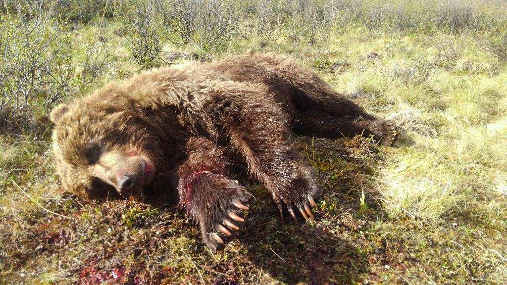 Grizzly Bear Hunting in Alaska | Guided Hunts with Expert Outfitters