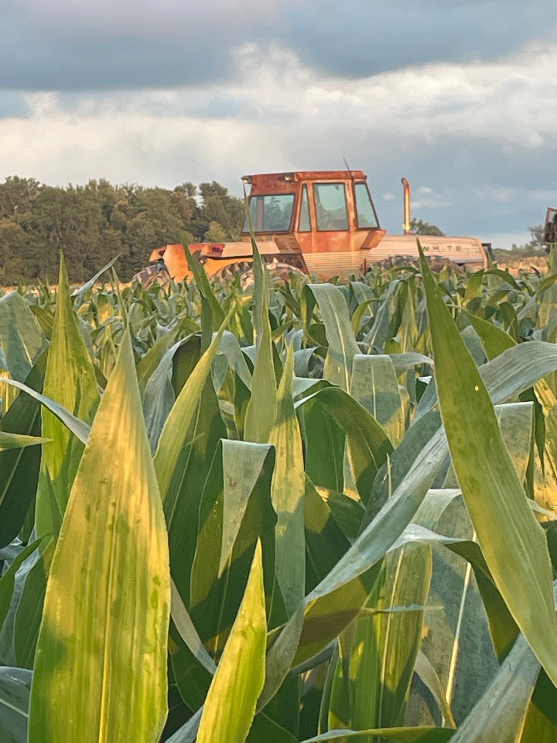 Expert Lawn Care Advise | Marlette, MI | Huggett Sod