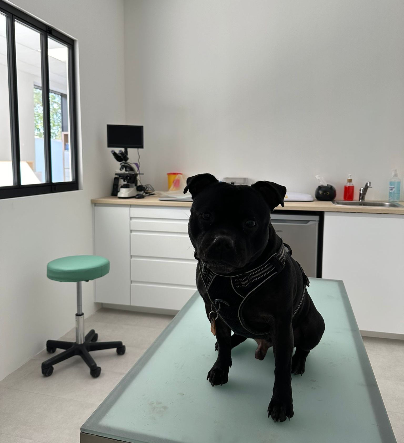 Cabinet vétérinaire à Vernier, proche Genève