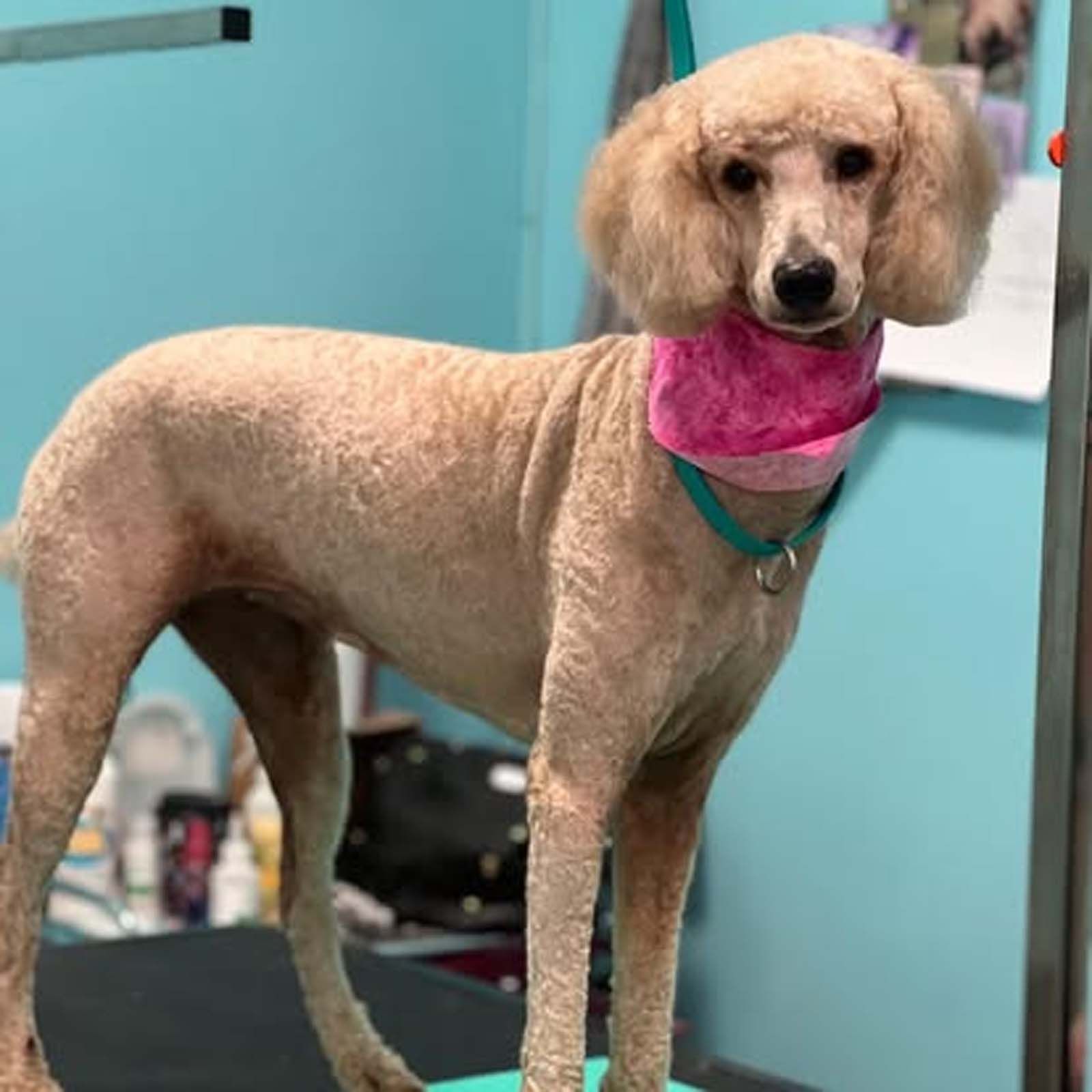 Grooming Packages