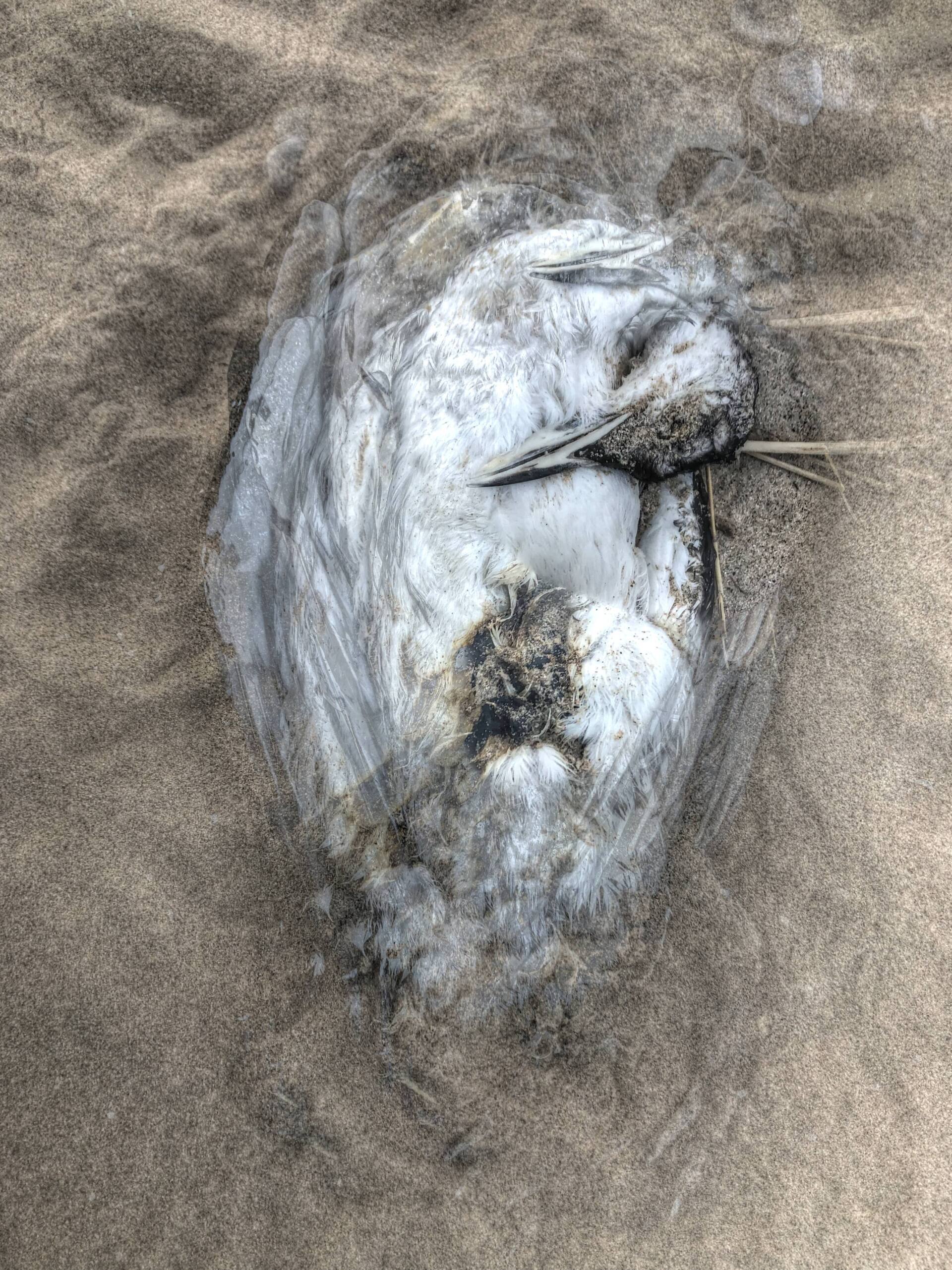 Dena Elisabeth Eber | Archives