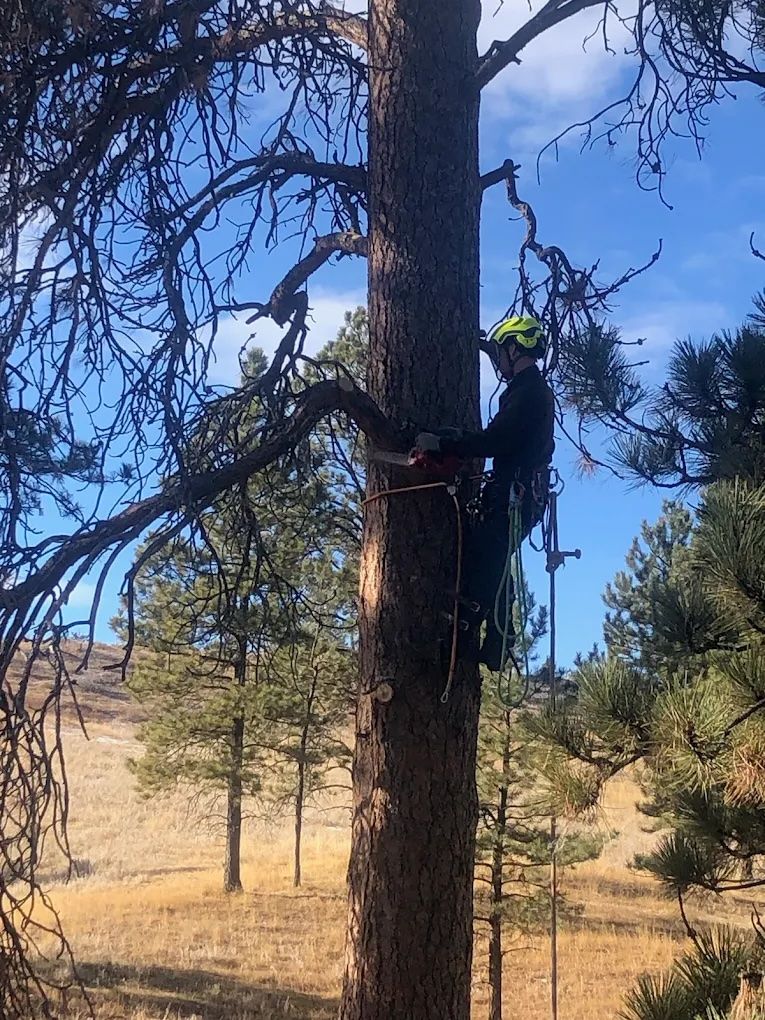 Contact Us | The Tree Guy LLC