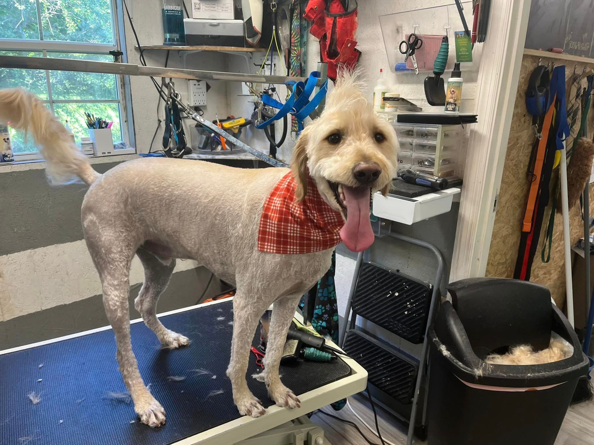 OUR SERVICES | Paws & Whiskers Boarding and Grooming | Harvest, ALC