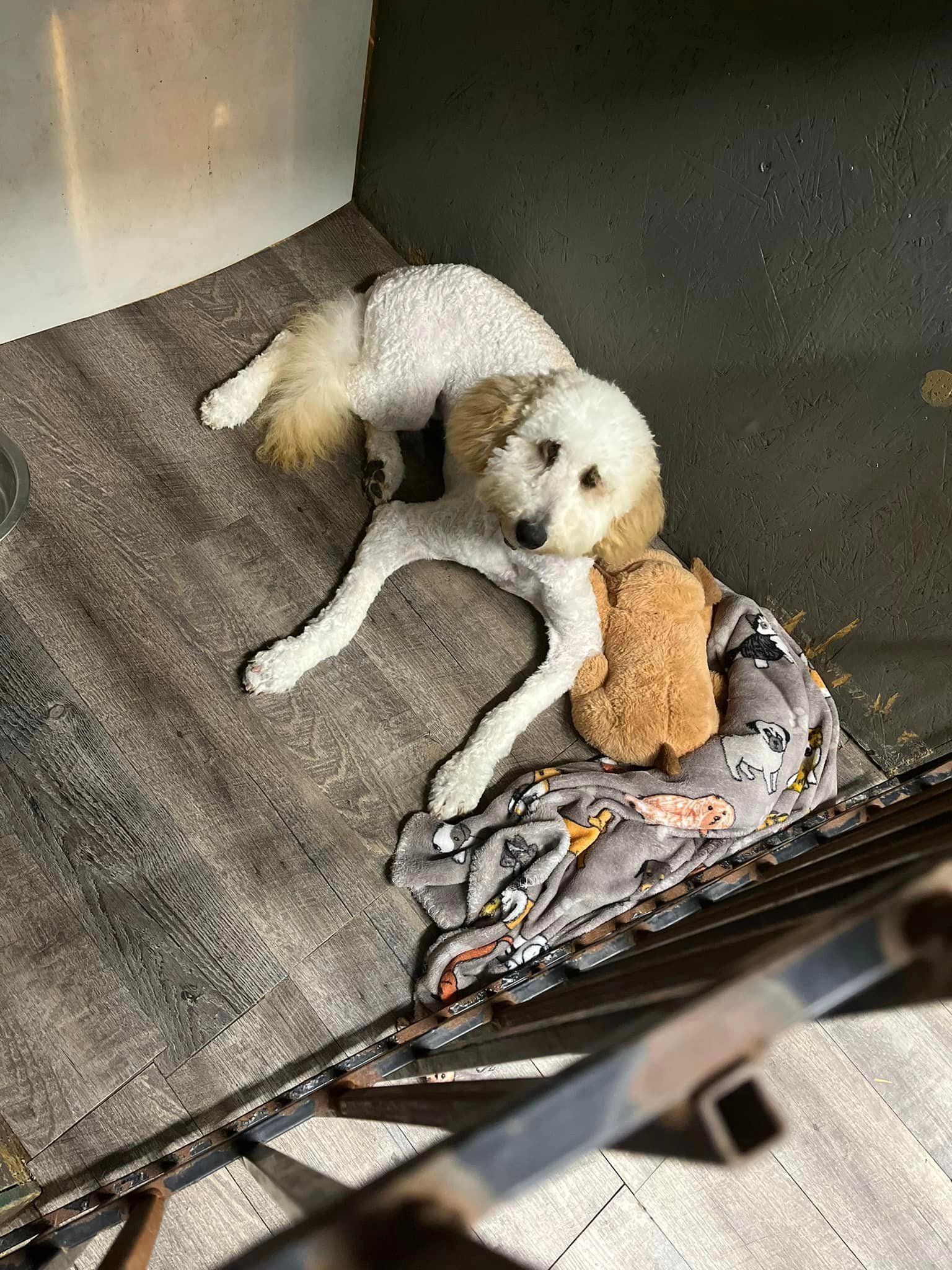 OUR SERVICES | Paws & Whiskers Boarding and Grooming | Harvest, ALC