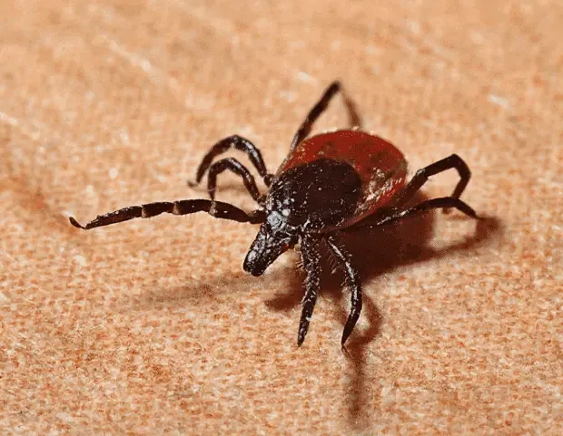 Do Ticks Die When Put into a Washing Machine?