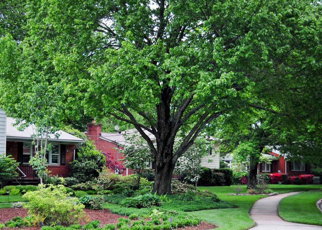 Tree Service | Knob Noster, MO | Campbell Tree Service