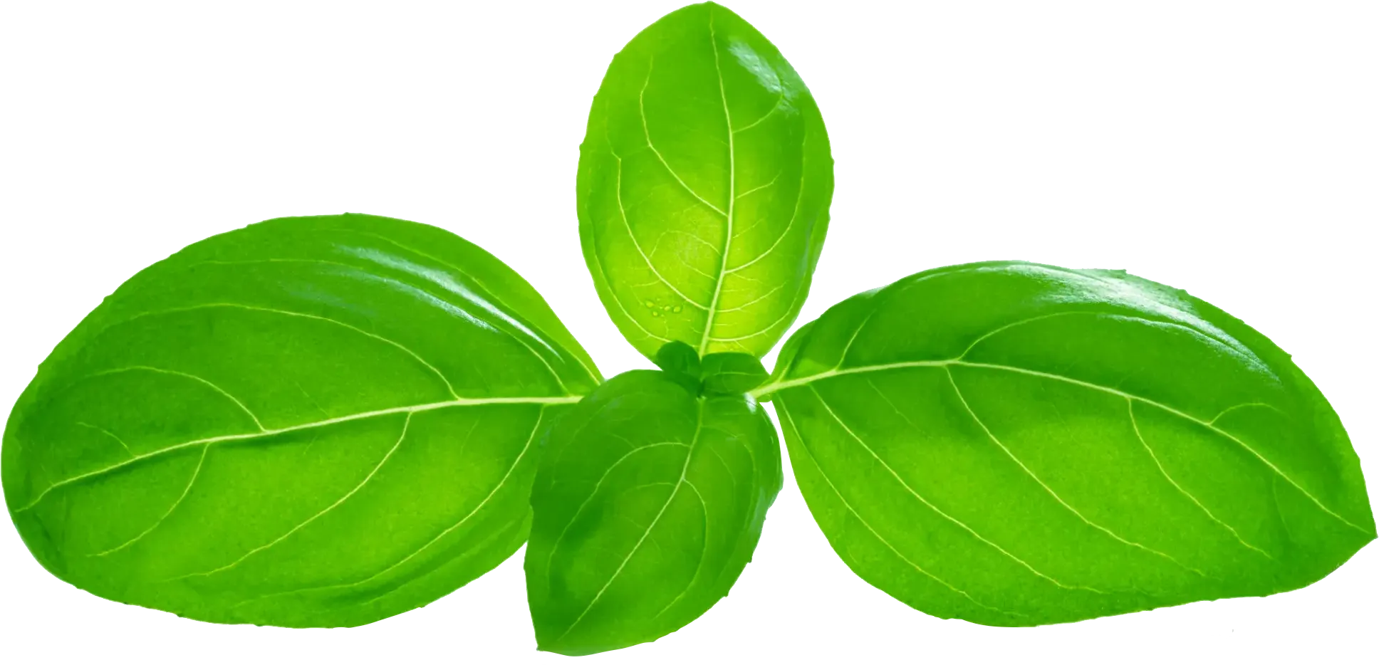 Mr. Wabi: Asian Fusion Restaurant Brisbane | Home