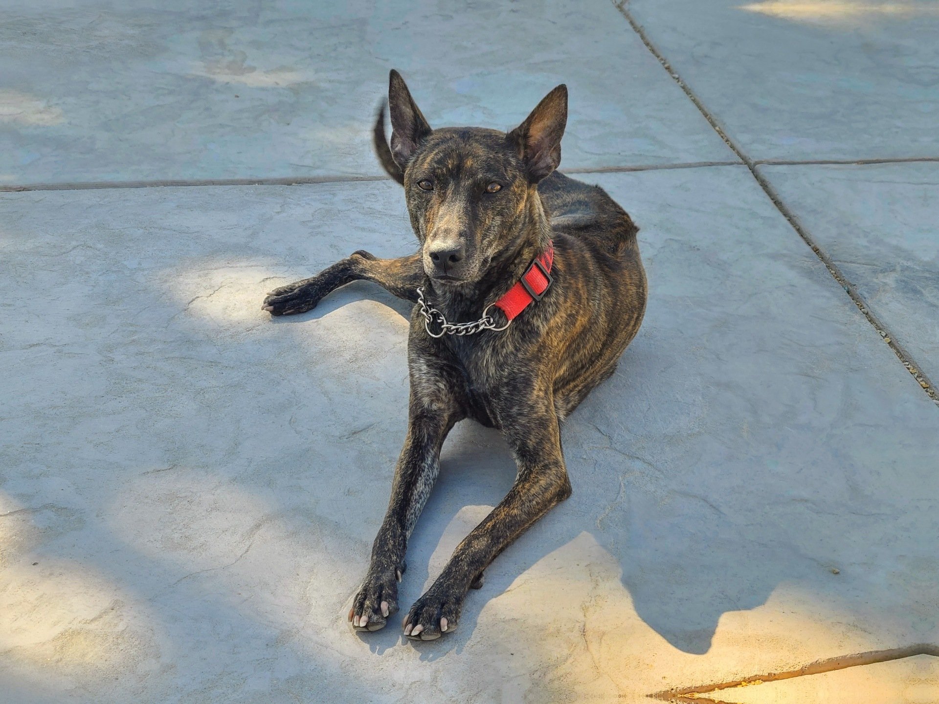 Our Dogs | Vietnamese Phu Quoc Ridgeback Dogs - Southern California