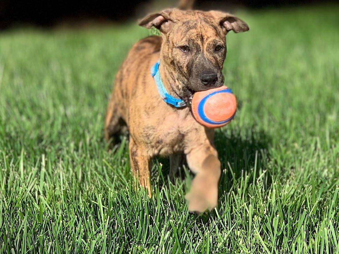 Vietnamese Phu Quoc Ridgeback Dogs - Southern California
