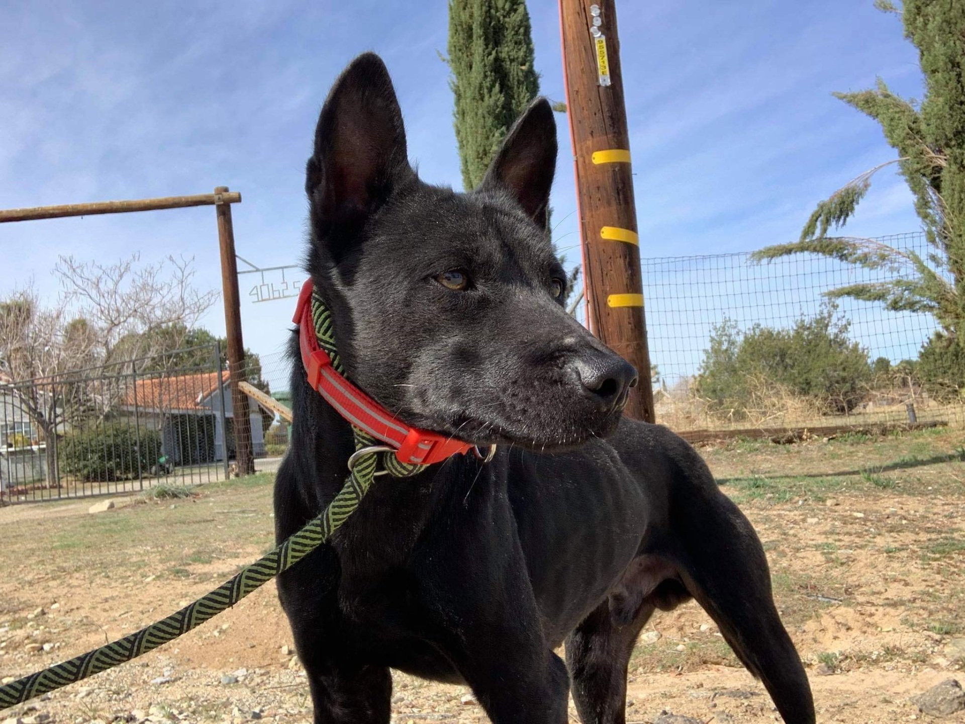 Our Dogs | Vietnamese Phu Quoc Ridgeback Dogs - Southern California