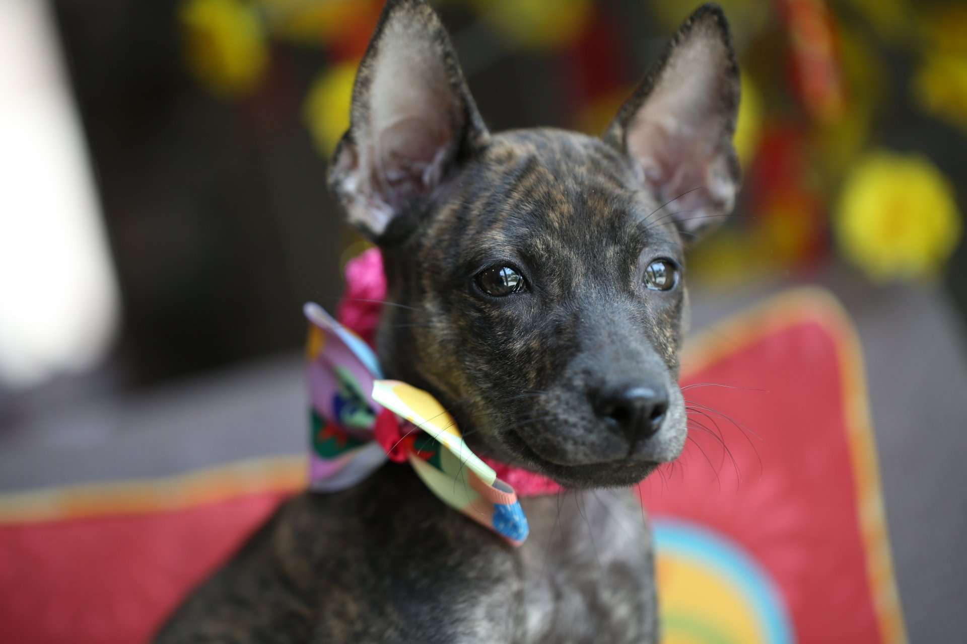 Vietnamese Phu Quoc Ridgeback Dogs - Southern California
