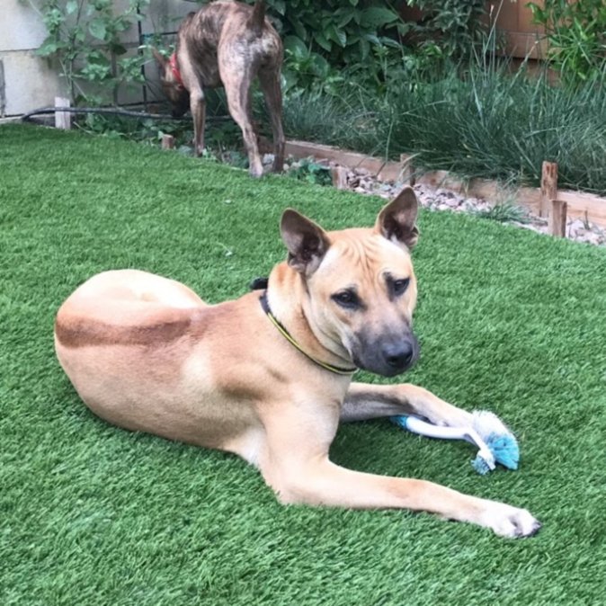Vietnamese Phu Quoc Ridgeback Dogs - Southern California