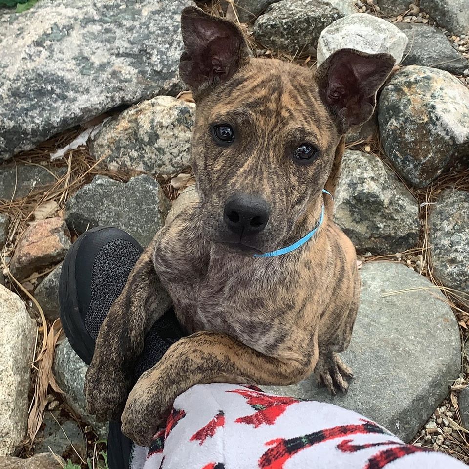 Vietnamese Phu Quoc Ridgeback Dogs - Southern California