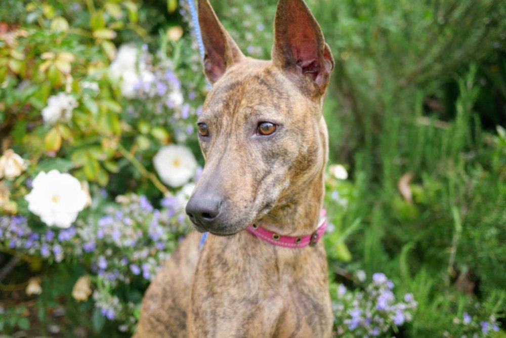 Our Dogs | Vietnamese Phu Quoc Ridgeback Dogs - Southern California