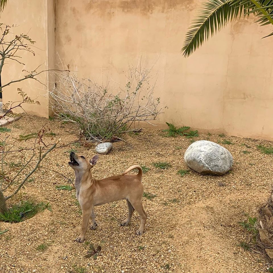 Vietnamese Phu Quoc Ridgeback Dogs - Southern California