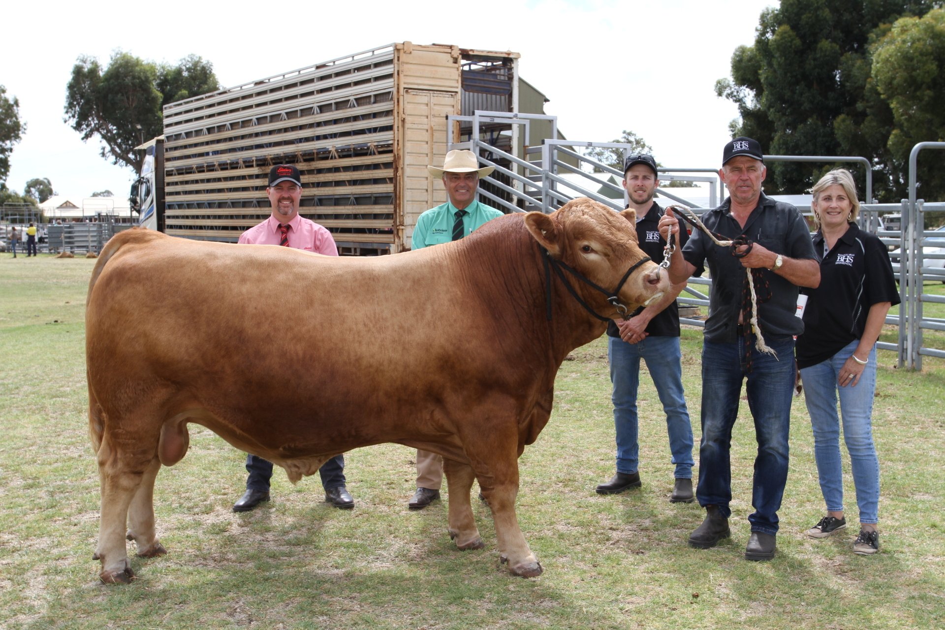 Bullock Hills Simmental - Katanning, WA - Home