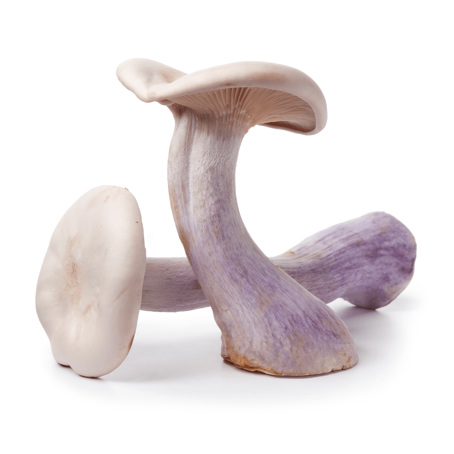 Geteelde Paddenstoelen