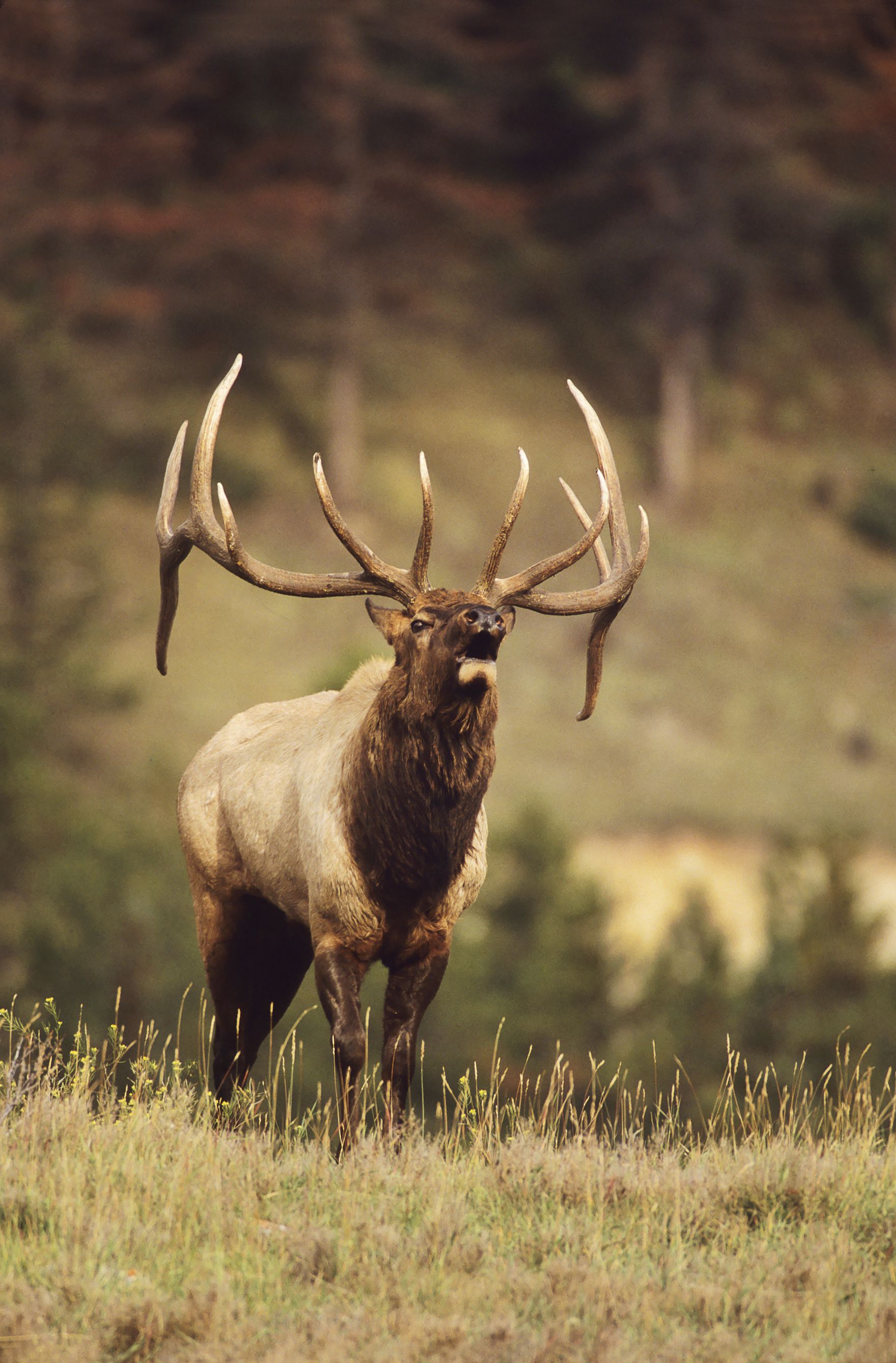 MT E.L.K. | Hunting Outfitter | Livingston, MT