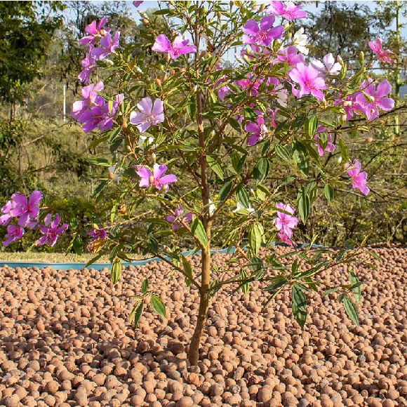 Argila Expandida | Casa da Ardósia