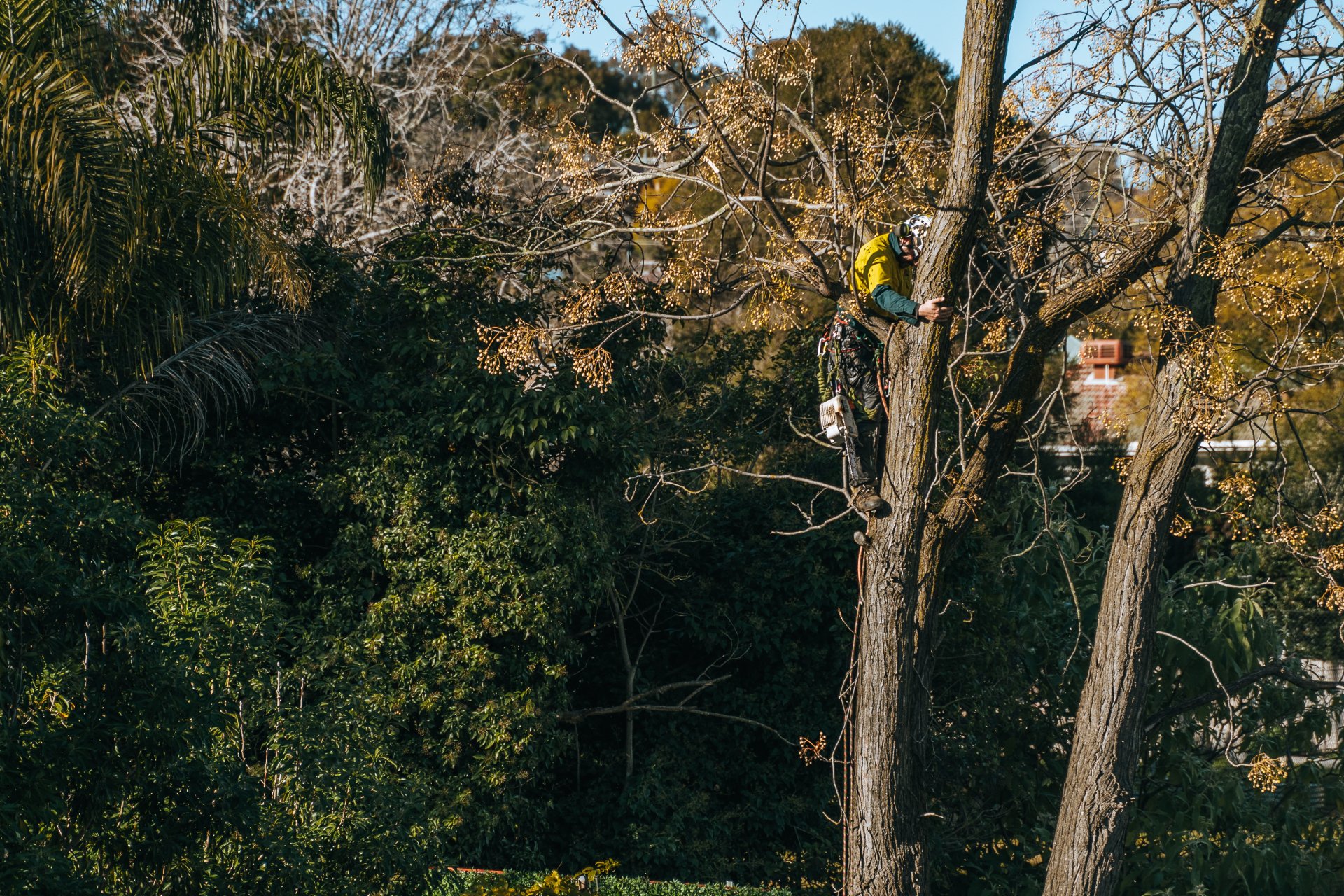 Gallery | Wodonga, VIC | Curtis Tree Lopping Specialists